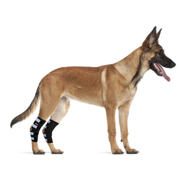 Rear Leg Hock Brace [Long Version] for Dog and Cat (Pair ...